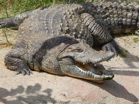 Traumdeutung Krokodil Warum Krokodile Im Traum Krokodilsträume