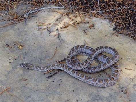Great Plains Ratsnake