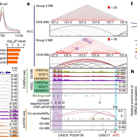 Tcp Regulators Mediate Long Range Enhancer Hijacking For G3 Mb Download Scientific Diagram