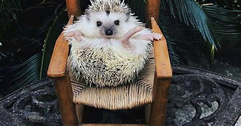 Master Imgur Master Imgur