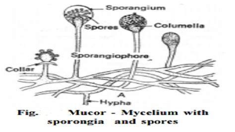 Mucor Alchetron The Free Social Encyclopedia