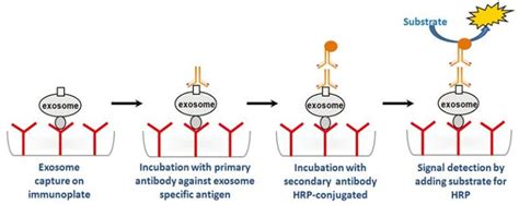 Mobitec To Offer Exotest™ And Exo Facs Exosome Quantification Kits