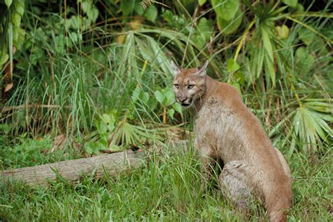 Florida Panther Population Drops To Just 120 As Federal Government