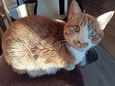 წითური რიჟიკა კატები ჩუქდება აცრილი და კასტრირებული ბიჭი პატრონებმა დაატო