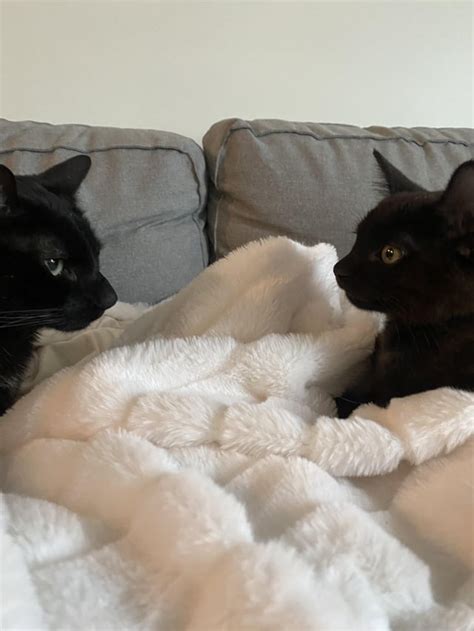 My Adult Cat Doesnt Like Me After I Got A Kitten Rcathelp