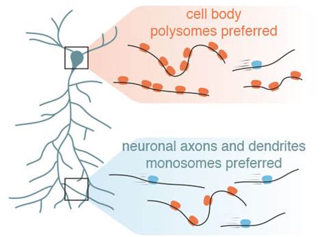 Solitary Ribosomes Supply Synapses With Protein Max Planck Neuroscience