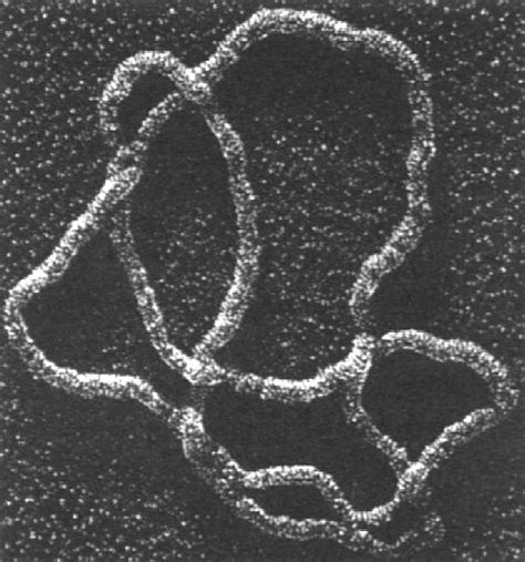 Real Dna Strand Under Microscope
