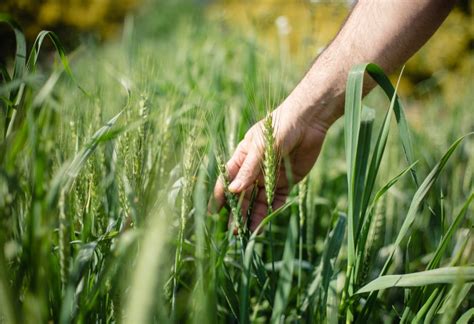 Smartfarming Agtech Bayer Netafim Orbia Smartfarming Netafim Usa