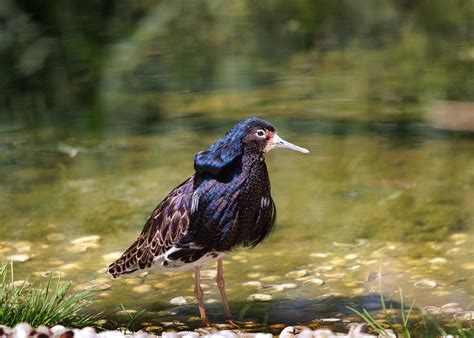 Bird Ruff Ornithology Free Photo On Pixabay Pixabay