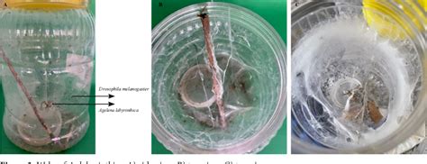 Figure 1 From The Web Amount And Quality Of Web Spiders Agelenidae Pholcidae Agelena