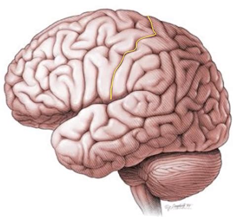 Cortex Cerebri Diagram Quizlet