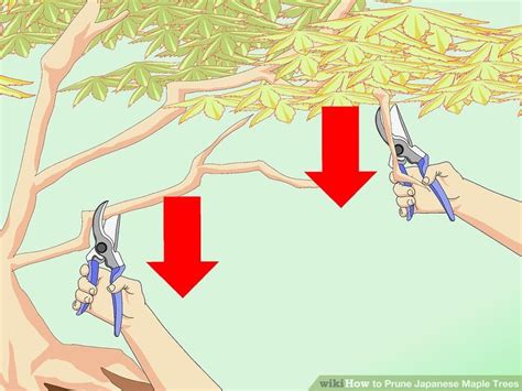 The Best Way To Prune Japanese Maple Trees WikiHow