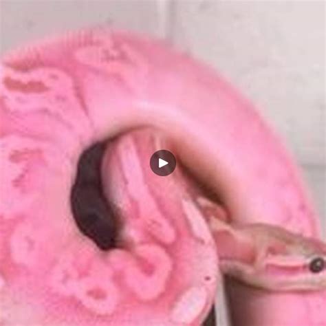 James Kassanitsh On Instagram Found This Pink Ball Python In My Basement 🥵😱 What Do You Think