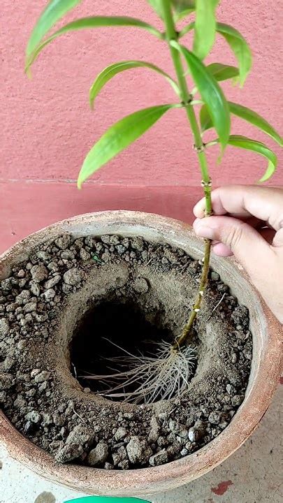 Mini Allamanda Plant Propagation From Cutting Rainyseason