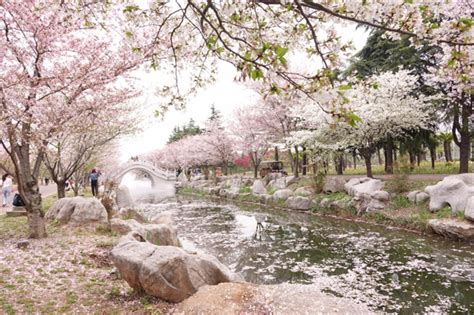 南通华侨摄影协会赴通州开沙岛开展梦幻岛之春采风联谊活动 南通市侨联