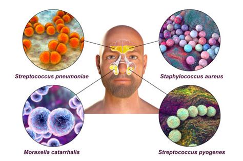 120 Streptococcus Pyogenes Illustraties Stockfotos Afbeeldingen En