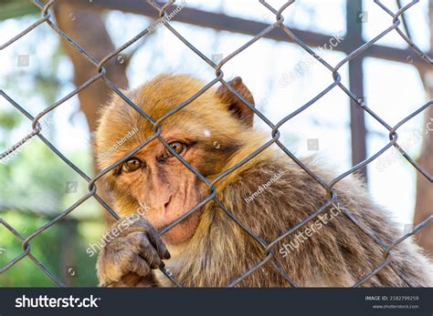 14419 Imágenes De Staring Monkey Imágenes Fotos Y Vectores De Stock
