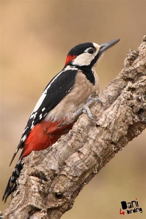 Dendrocopos major pico picapinos picot garser gros okil handia peto real por Caín Ácrata