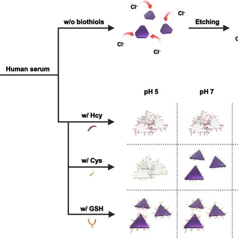 A Schematic Illustration Of Colorimetric Detection System For Download Scientific Diagram