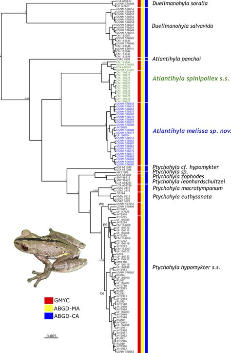 Bayesian Ultrametric Tree Based On 16s Mitochondrial Dataset Showing