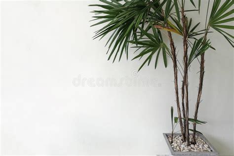 Vintage Minimal Style Of Tree Leaf Decoration For Background Template And Leaflet Presentation