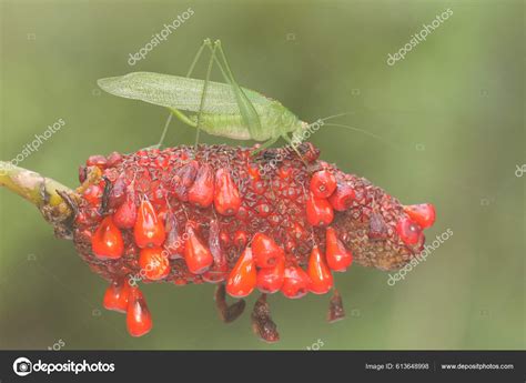 Grasshopper Egg Sack
