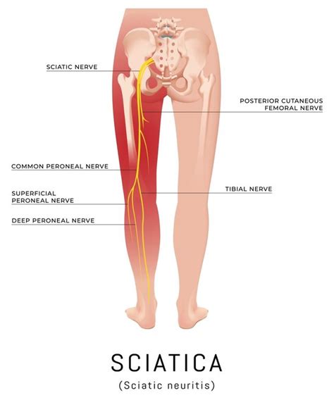 Superficial Peroneal Nerve Distribution