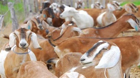 Egypts Sheep Goat Meat Market Opens Up For Brazil Tamer Mansour