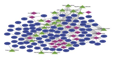 The Components Target Gene Pathway Interaction Network A The