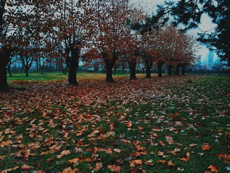 სსიპ ლაგოდეხის მუნიციპალიტეტის სოფელ ლელიანის საჯარო სკოლა