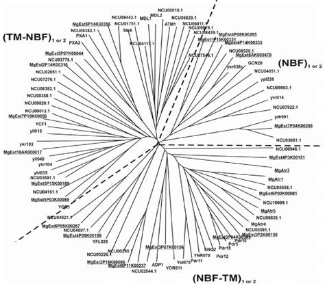 Phylogenetic Relationship Of Atp Binding Cassette Abc Proteins Download Scientific Diagram