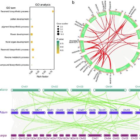 Go Analysis And Collinearity Analysis Of Flower Development And Download Scientific Diagram