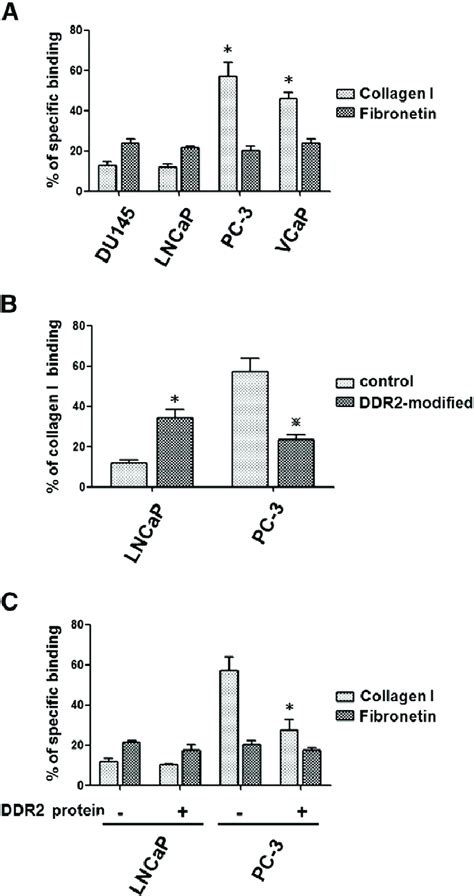 Ddr2 Facilitates The Adhesion Of Pca Cells To Collagen I A Collagen
