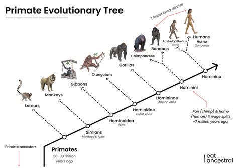 Primate Evolutionary Tree — Eat Ancestral