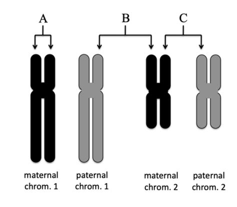 Practice Questions Chromosomal Basis Of Inheritance Mitosis And