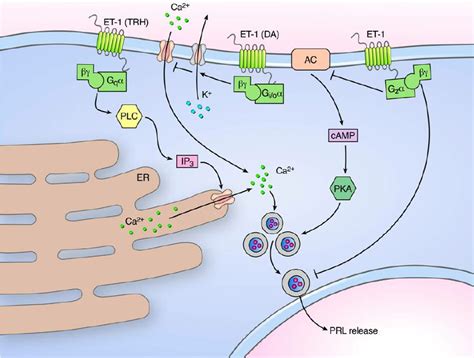 1 Et 1 Binding To Eta Receptor Activates At Least Four G Protein