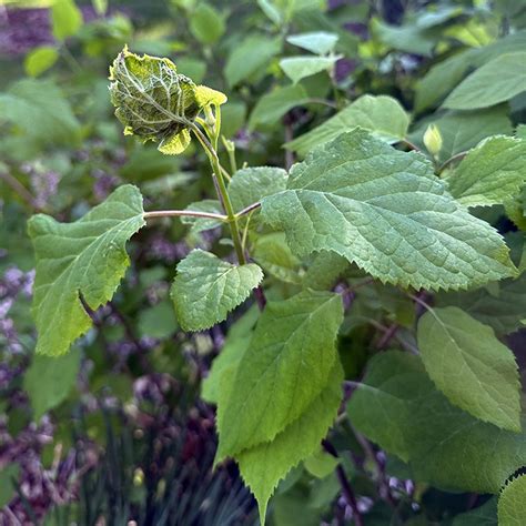 Cape Cod Hydrangeas In May Hyannis Country Garden