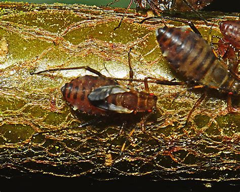 Issues In Aphid Biology Aphid Forms Polymorphs Morphs Phenes