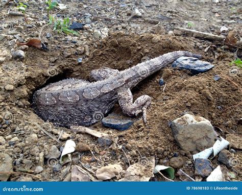 Dragon Laying Eggs