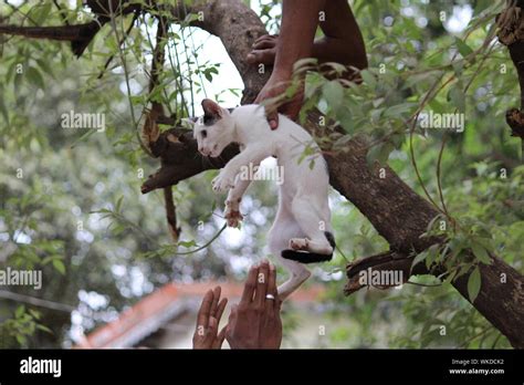 Rescuing Cat From Tree Hi Res Stock Photography And Images Alamy