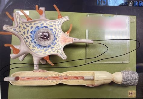 Model Multipolar Neuron Diagram Quizlet