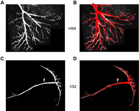 Model Based Reconstruction Of Neuronal Branching From 3d Two Photon Download Scientific Diagram