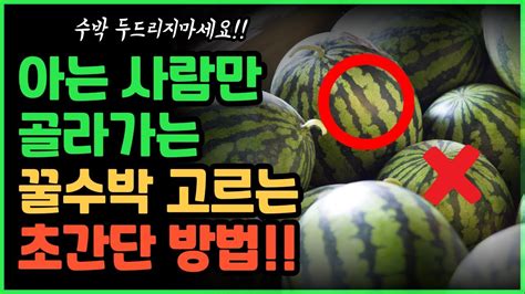 의외로 대부분 모르는 꿀 수박 고르는 방법 3가지 수박 보관법 수박 잘 고르는 법 Youtube