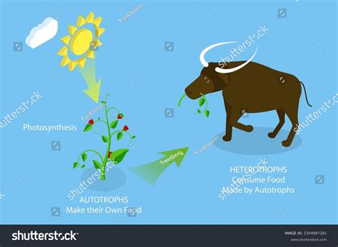 Autotroph Definition Biology