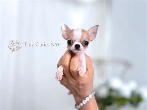 Teacupmicro Teacup Chihuahua Astoria Ny Tiny Cuties Nyc