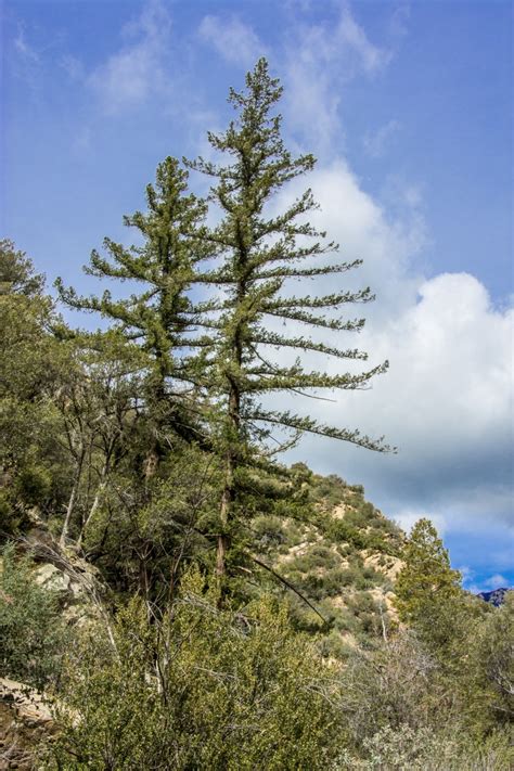 Pseudotsuga Macrocarpa Calflora