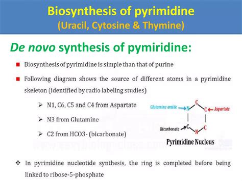 Biosynthesis Of Purine And Pyrimidine Pptx