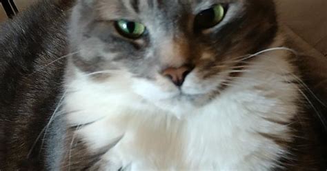 Testing Album On Imgur