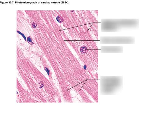 Cardiac Muscle Tissue Labeled Advances And Prospects In Understanding