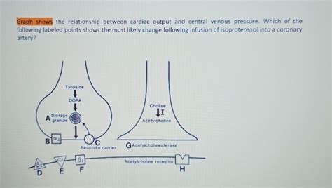 Solved Graph Shows The Relationship Between Cardiac Output
